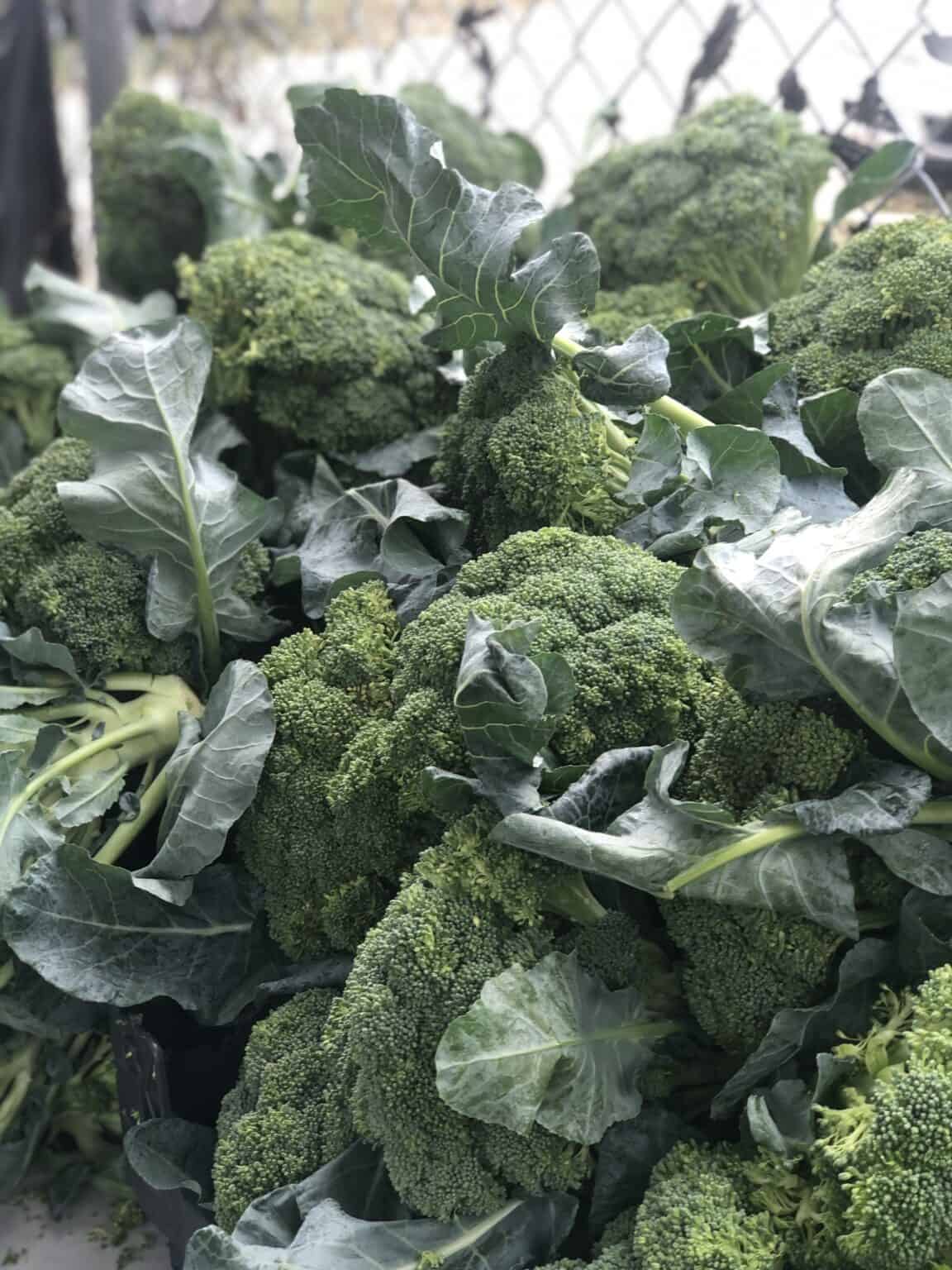 Amazing Things Your Family Will Love about the Farmers Market – Sandbox ...