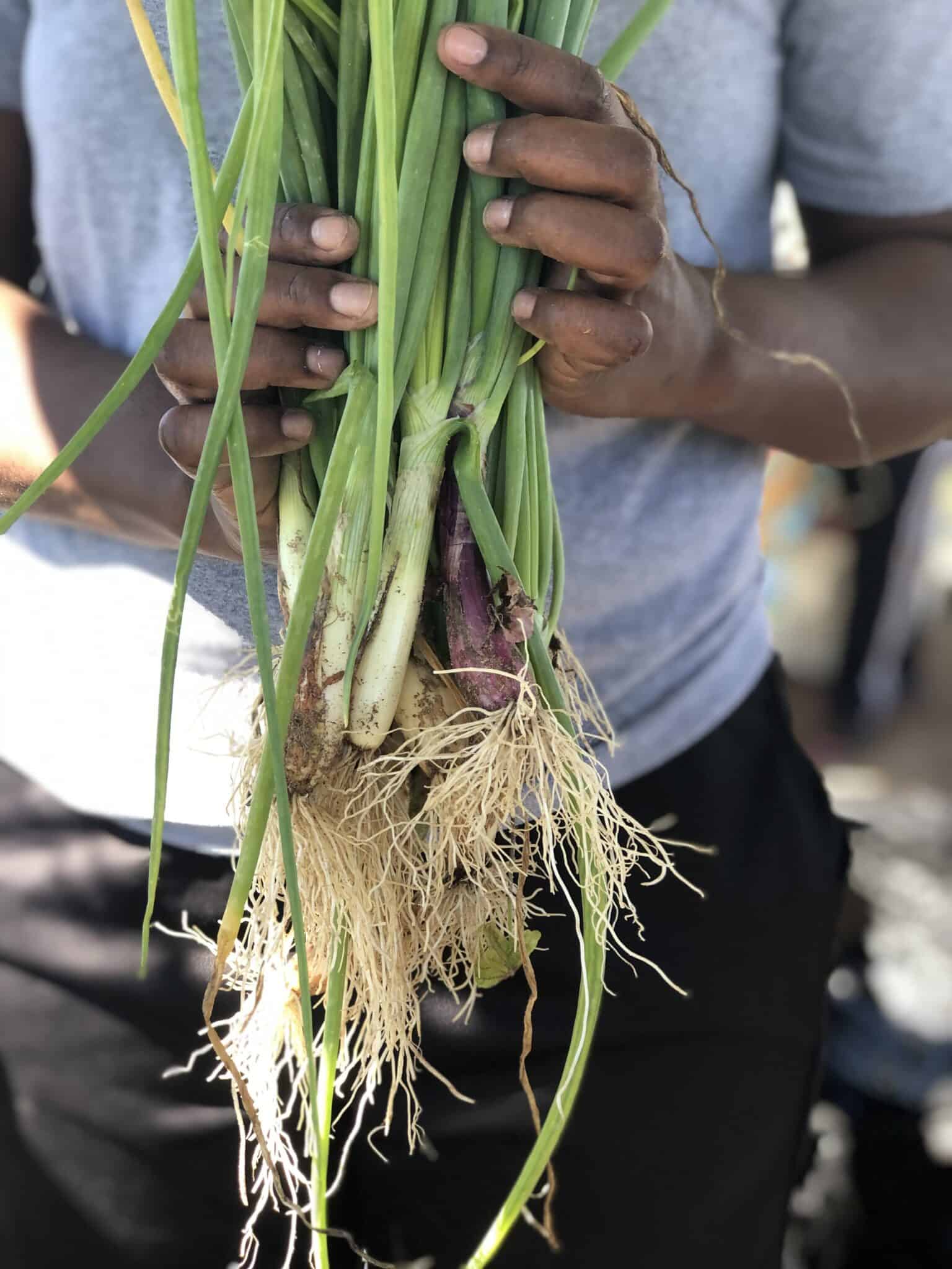 Amazing Things Your Family Will Love about the Farmers Market – Sandbox ...